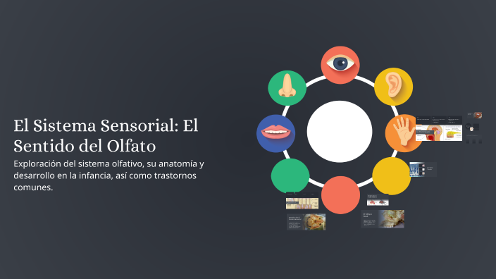 El Sistema Sensorial: El Sentido del Olfato by Lilly Abreu on Prezi
