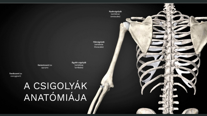 A csigolyák anatómiája by Szabolcs Péter on Prezi