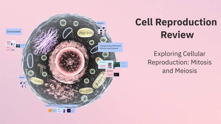 Cell Reproduction Review by Michael Brooks on Prezi