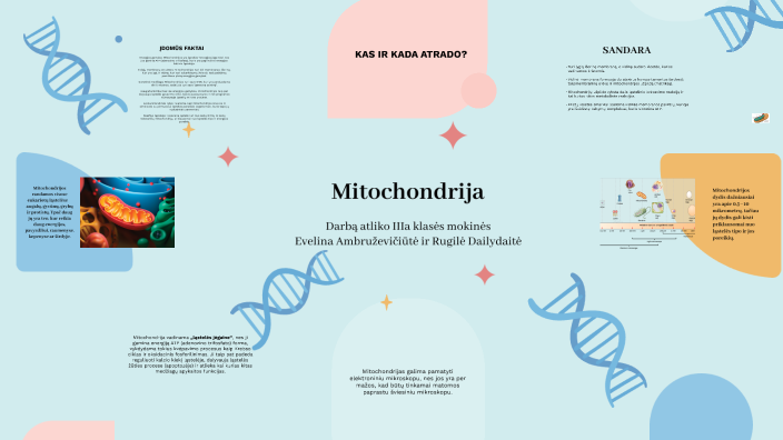 Mitochondrija by Rugilė Dailydaitė on Prezi