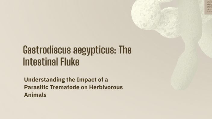 Gastrodiscus aegypticus: The Intestinal Fluke by Menna Elgendy on Prezi