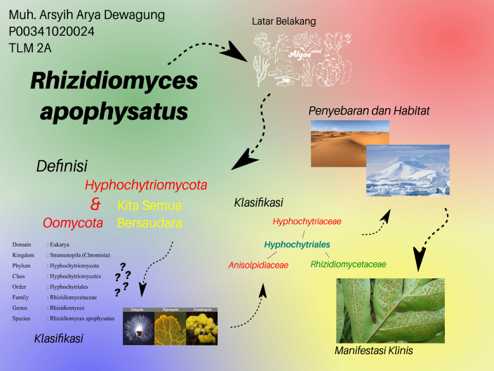 Rhizidiomyces apophysatus by Muh Arsyih Arya Dewagung on Prezi