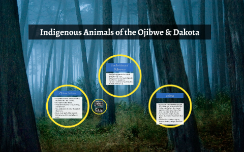 Indigenous Animals of the Ojibwe & Dakota by brooke simonson on Prezi