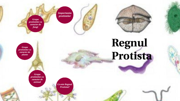 PROTISTA by TUDOR ANDREI BĂLESCU on Prezi