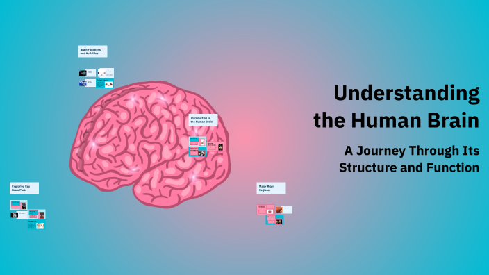 Understanding the Human Brain by Muntaha Basit on Prezi