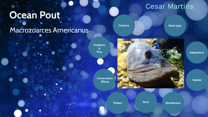 Fish Presentation by Cesar Martins on Prezi