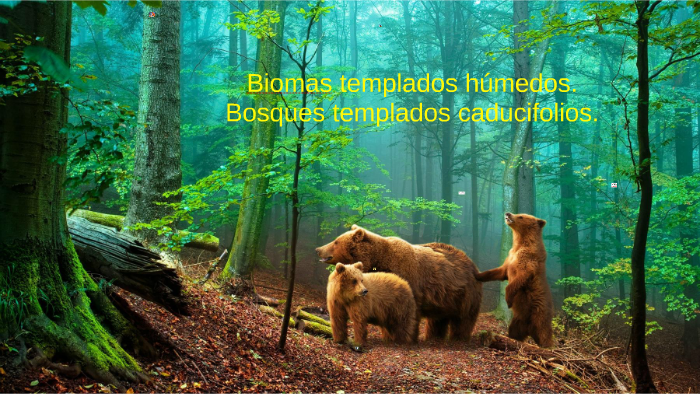 Biomas templados húmedos by Ixeia Vidaller on Prezi