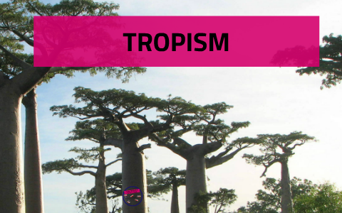 Tropism by on Prezi