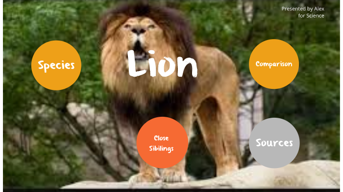 Lion Evolution by Alexander Brown on Prezi