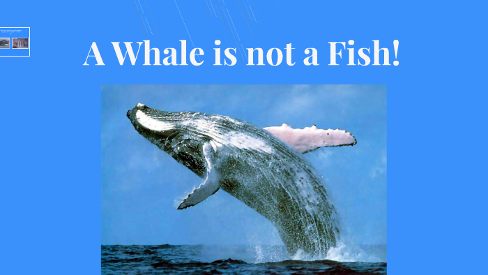 A Whale is not a Fish! by Beth Buckley on Prezi
