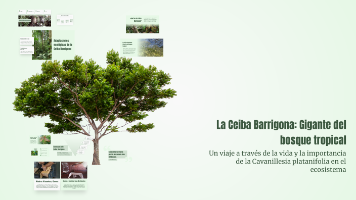 La Ceiba Barrigona: Gigante del bosque tropical by Julio Mantilla on Prezi