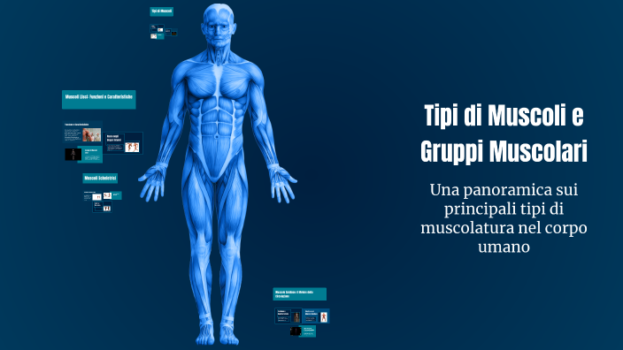 Tipi di Muscoli e Gruppi Muscolari by Alberto Mologni on Prezi