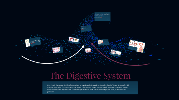 The Digestive System by Madeleine Nava on Prezi