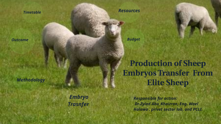 Production of Sheep Embryos Transfer From Elite Sheep by هياثم براهمة ...