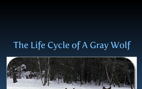 The Life Cycle of The Gray wolf by Mikayla Keep on Prezi