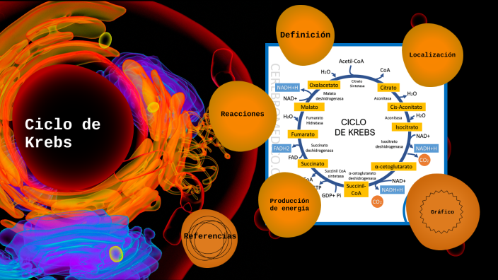 Ciclo Krebs by Erick Mena on Prezi