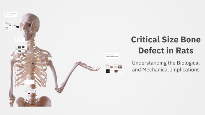 Critical Size Bone Defect in Rats by Amr H on Prezi