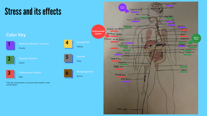 Anatomy Final Project by Samson Levin on Prezi