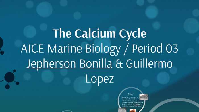 The Calcium Cycle by Guillermo Lopez Rojas on Prezi