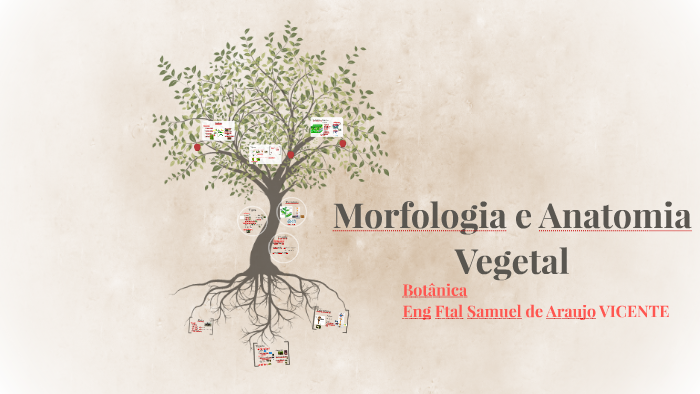 Morfologia e Anatomia Vegetal by samuel vicente on Prezi