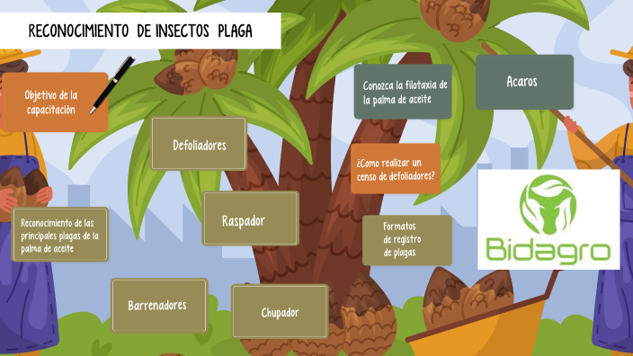 RECONOCIMIENTO DE INSECTOS PLAGA EN PALMA DE ACEITE by Jennifer ...
