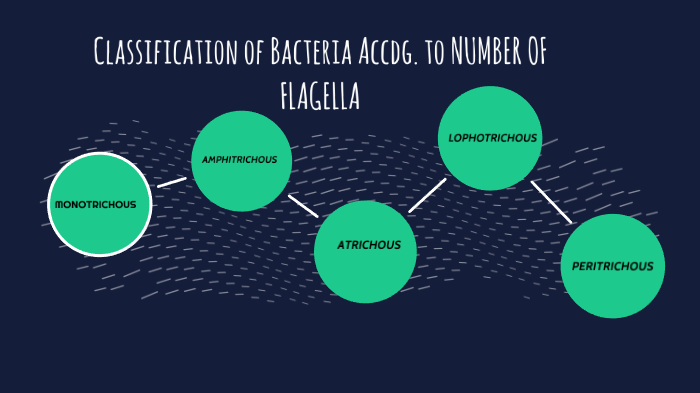 Classification of Bacteria According to NUMBER OF FLAGELLA by Marx ...