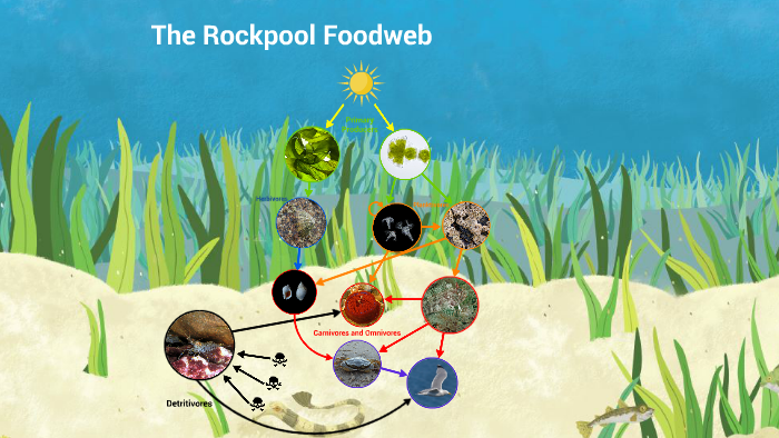 A Rockpool Food Web by Jessica Mead on Prezi