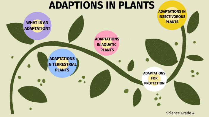 Adaptations in Plants- 4th Grade by Jamie Avery on Prezi
