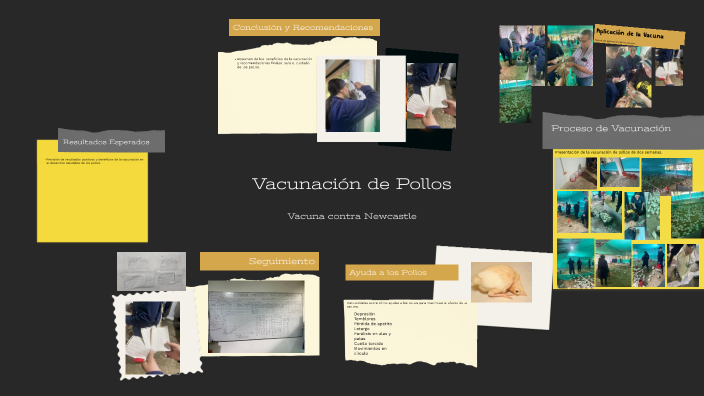 Vacunación de Pollos by zylith everis on Prezi