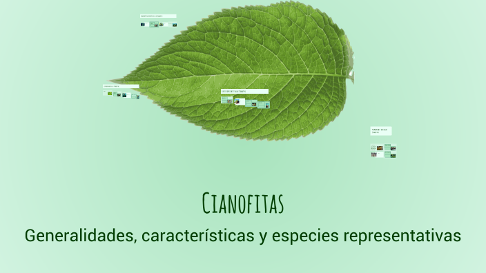 Cianofitas by JESUS EFRAIN SANDOVAL FLORES on Prezi