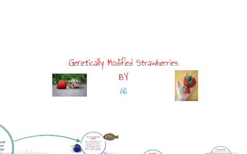 Genetically Modified Strawberries by ali ebrahimi on Prezi