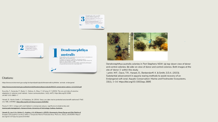 Dendronephthya australis by Jessica Haworth on Prezi