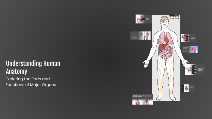 Parts and functions of the major organs of the human body grade 4 by ...
