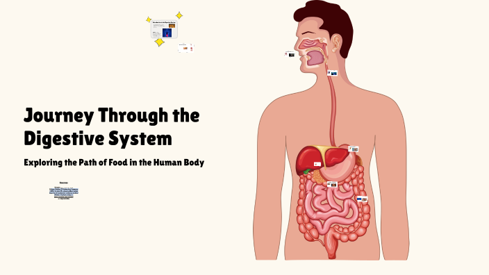 Journey Through the Digestive System by JACOB STAROSCIK on Prezi