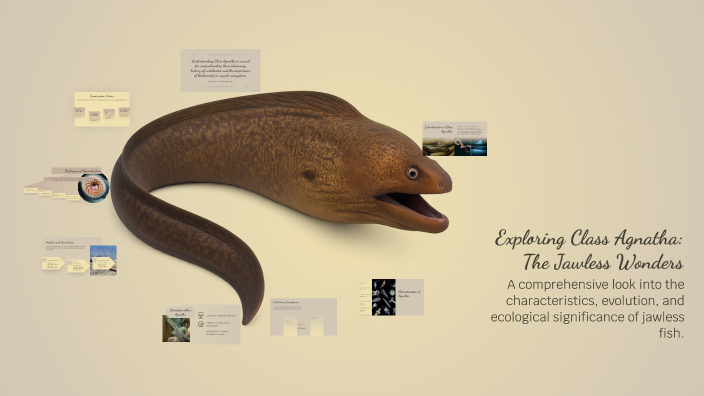 Exploring Class Agnatha: The Jawless Wonders by Josh Russel Dumale on Prezi