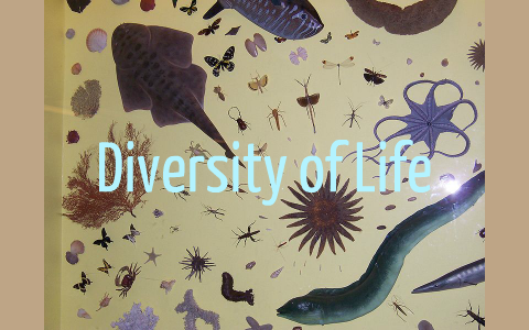Diversity Mind Map by Soraya Naghavi on Prezi