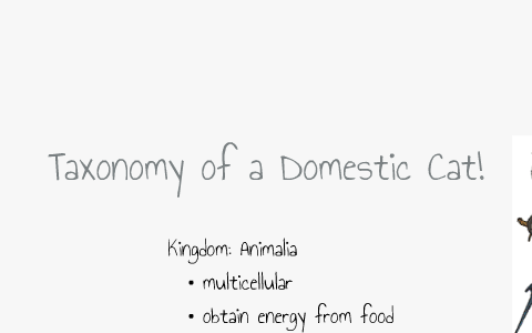 Taxonomy of a Cat by Madison Clifton on Prezi