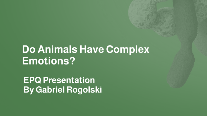 Animals' Complex Emotions by Gabriel Rogolski on Prezi