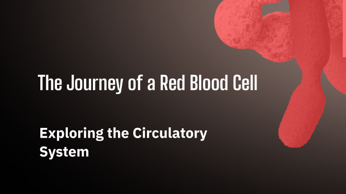 The Journey of a Red Blood Cell by Sophia Ramunno on Prezi