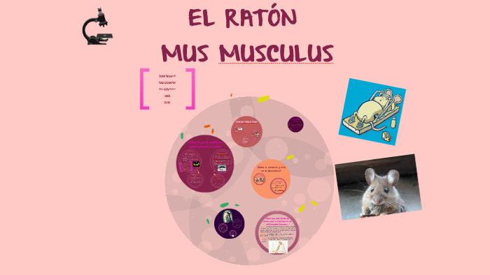 EL RATÓN: MUS MUSCULUS by silvana gil on Prezi