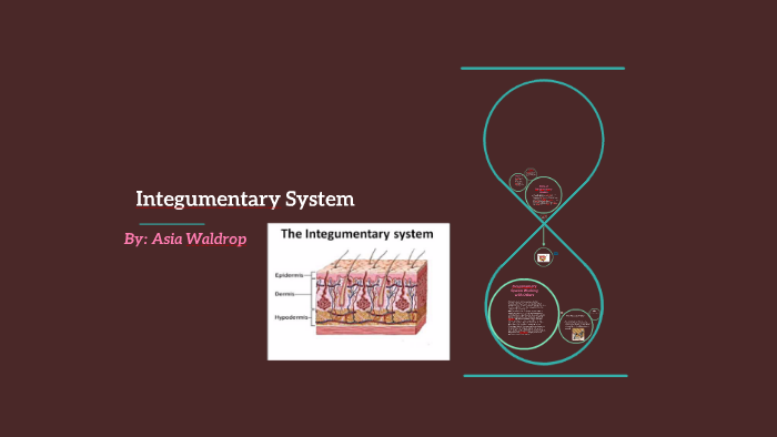Integumentary System by Asia Waldrop on Prezi