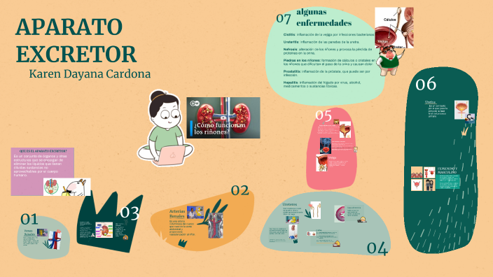 aparato excretor by Karen Dayana on Prezi