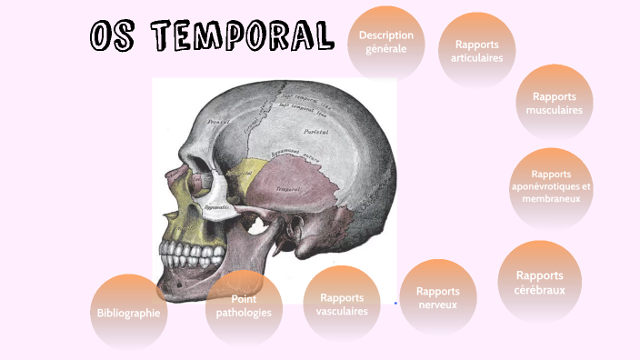 Os temporal by Alizée Legrannd on Prezi