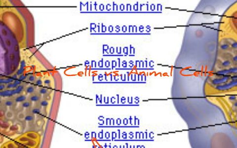 Animal Cell vs. Plant Cell by Zackery Murphy on Prezi