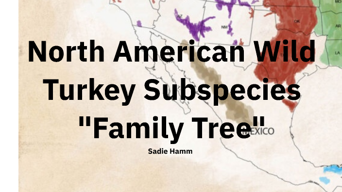 Wild Turkey Subspecies by on Prezi
