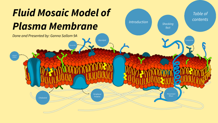 Fluid Mosaic Model of Plasma Membrane- Bio PBL by Ganna Sallam on Prezi