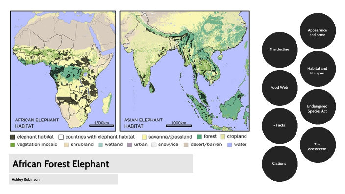 African Forest Elephant by Ashley Robinson on Prezi