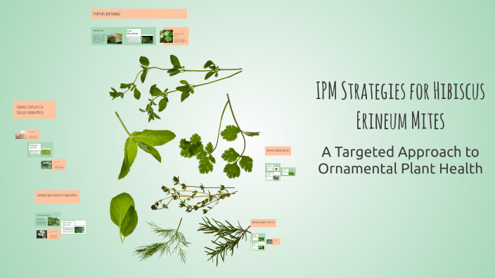 IPM Strategies for Hibiscus Erineum Mites by Laura Manser on Prezi
