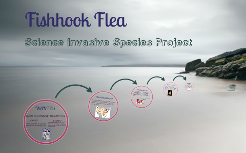 FISHHOOK FLEA ZL CJ SCIENCE by Lisa Romano on Prezi