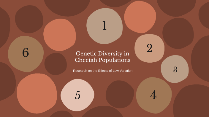 Cheetah Genetic Diversity by Group 5 on Prezi